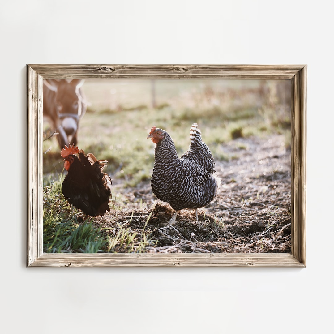 Spring Chicken in the Barnyard, Farmhouse Scenery, Countryside Decor ...
