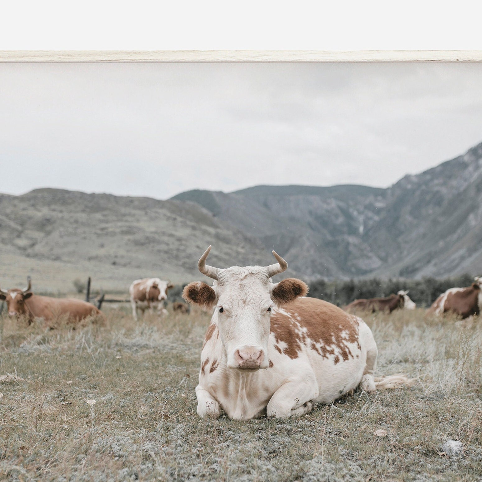 Relaxing Cow Printable, Cow in Open Field, Mountain Cattle Ranch ...