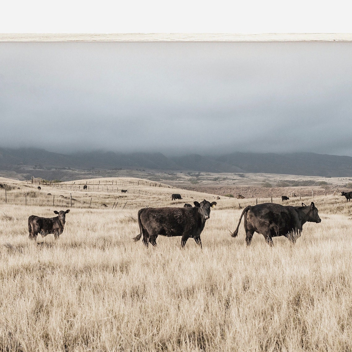 Western Cattle Ranch Scenery, Montana Open Range, Cattle Ranch ...