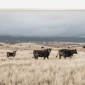 Western Cattle Ranch Scenery, Montana Open Range, Cattle Ranch ...