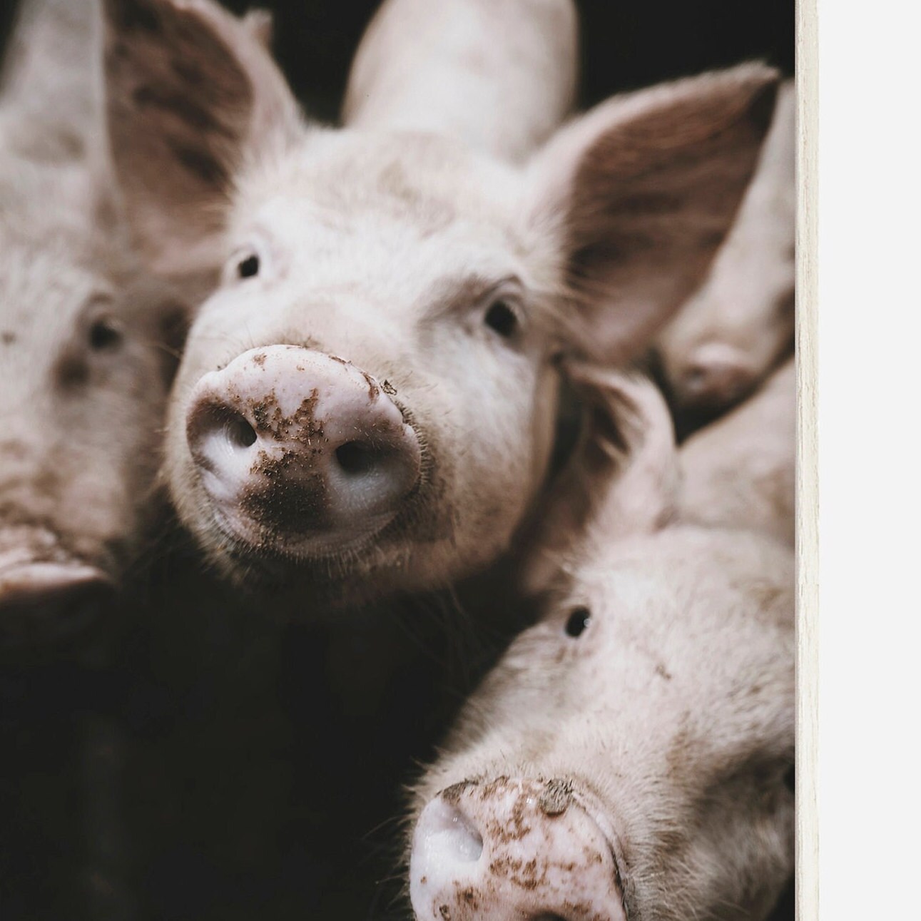 Barnyard Pigs Wall Art, Farmhouse Decor, Rustic Farm Photo, Pig Wall ...