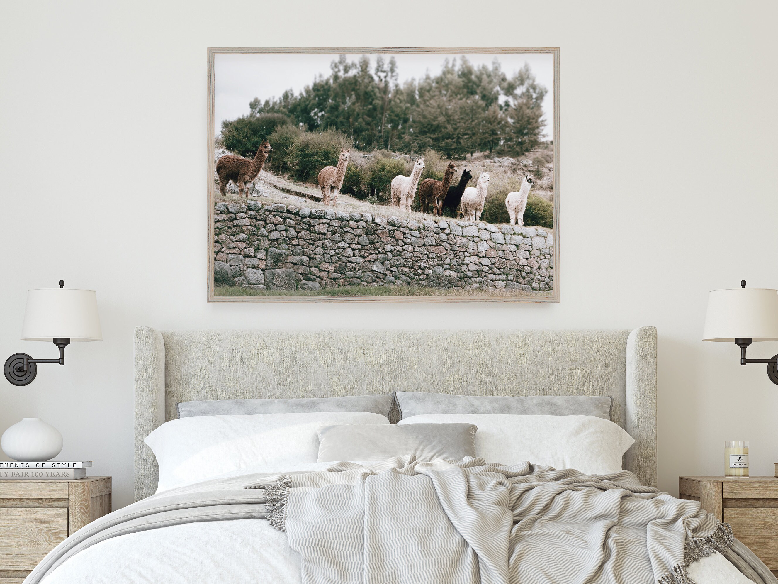 Alpacas in English Countryside, Alpacas on Stone Wall, French ...