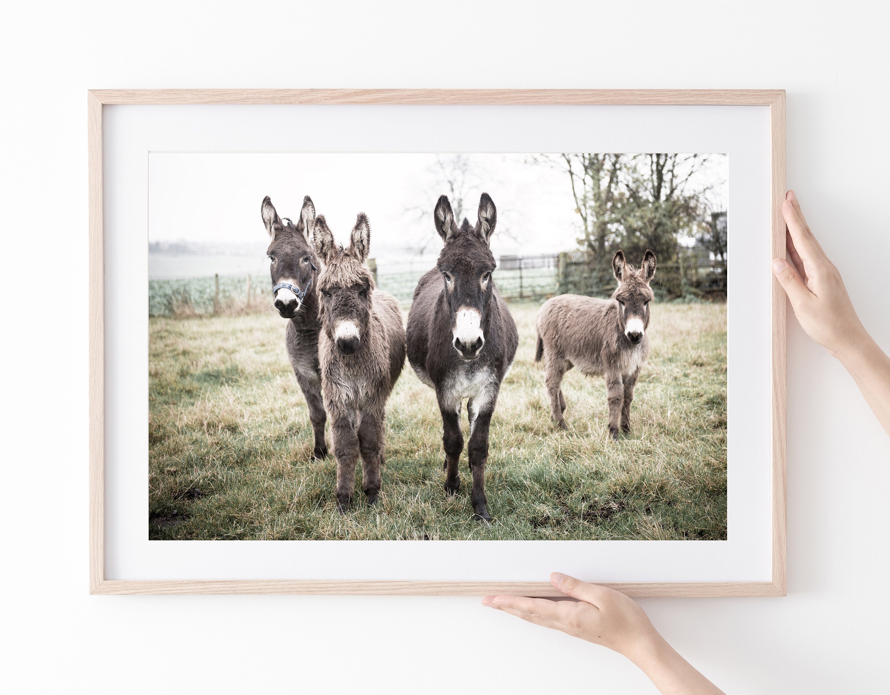 Herd of Donkeys, Donkey Family Photo, Donkey Herd Wall Art, Group of ...