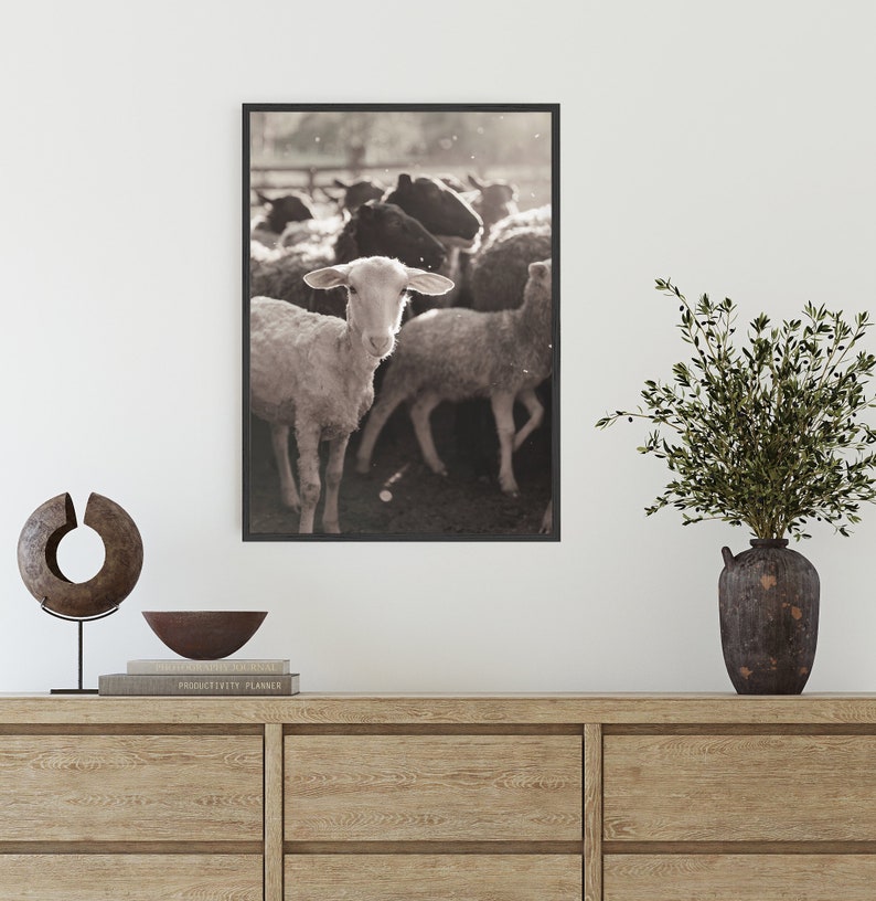 White Sheep Decor Shaved Sheep Photo Neutral Farm Decor - Etsy