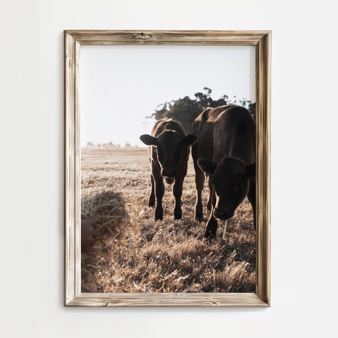 Pasture Cows at Sunset, Warm Farmhouse Art, Neutral Rustic Decor, Black ...
