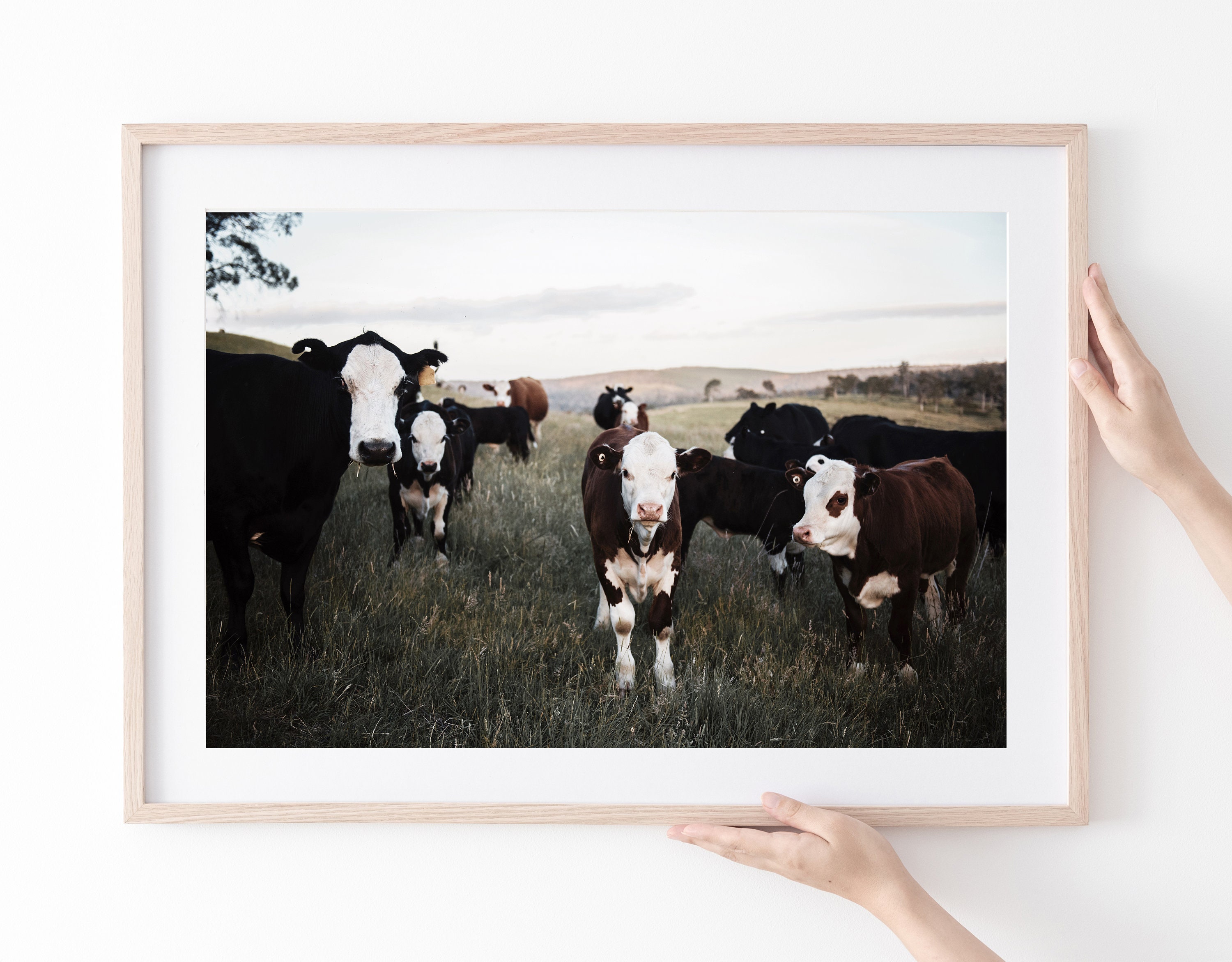 Rustic Cow Photo, Brown Cow Herd, Midwest Cattle Ranch, Cattle Farm ...