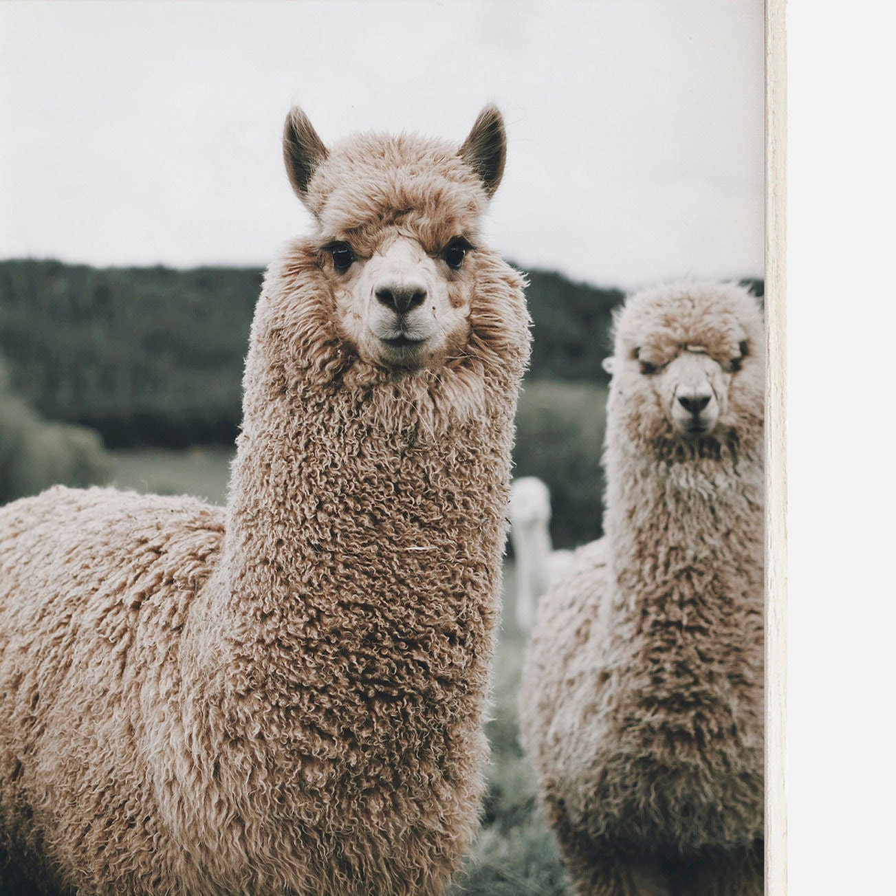 Rustic Alpaca Printable, Modern Farm Decor, Farmhouse Alpaca Print ...