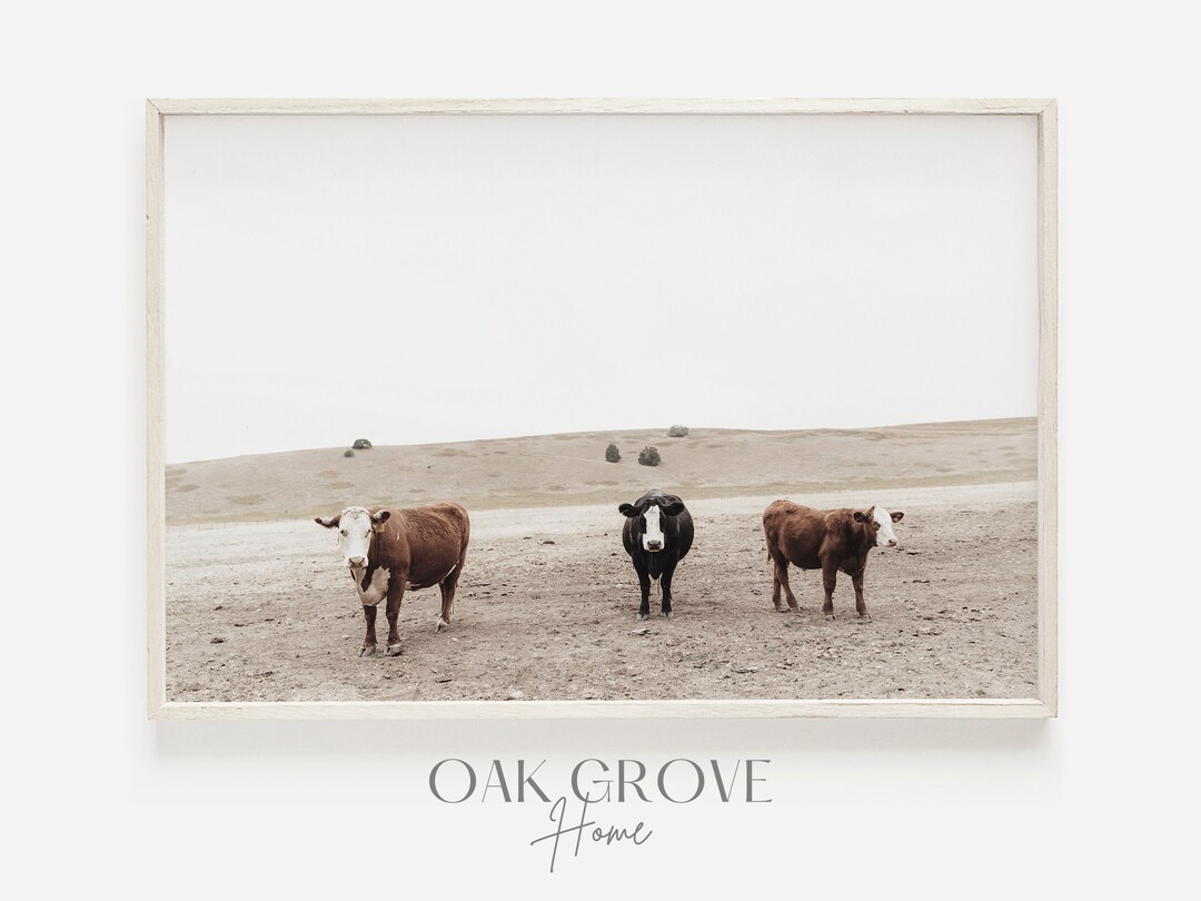 Cows in Barren Field, Modern Cattle Print, Farmhouse Decor, Rustic ...