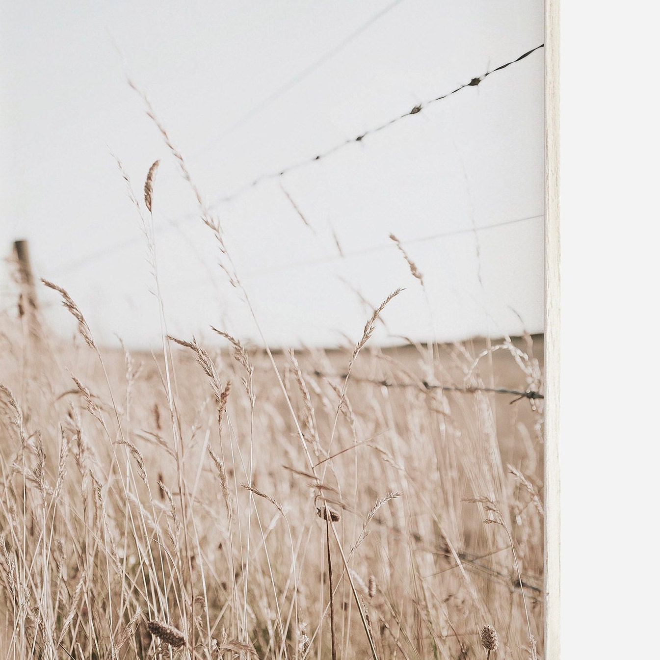Wheat Field on Prairie, Open Range Field Photo, Rustic Home Print ...