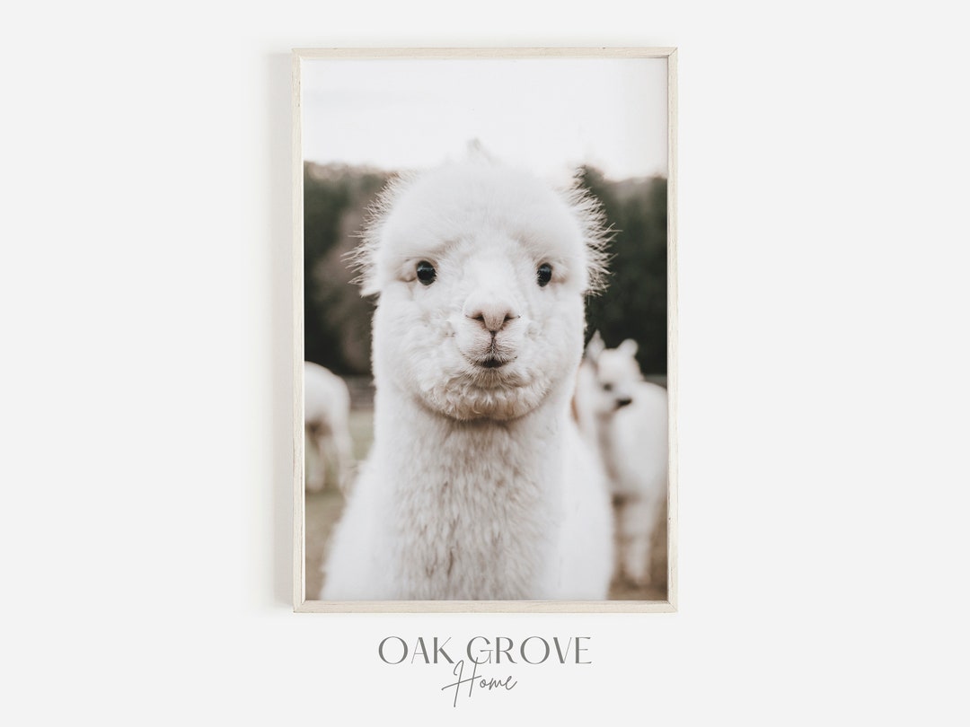 Fluffy Alpaca Poster, White Alpaca Wall Art, Fluffy Farm Animal, Alpaca ...