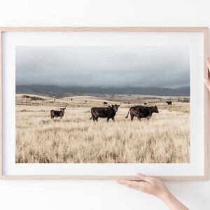 Western Cattle Ranch Scenery, Montana Open Range, Cattle Ranch ...
