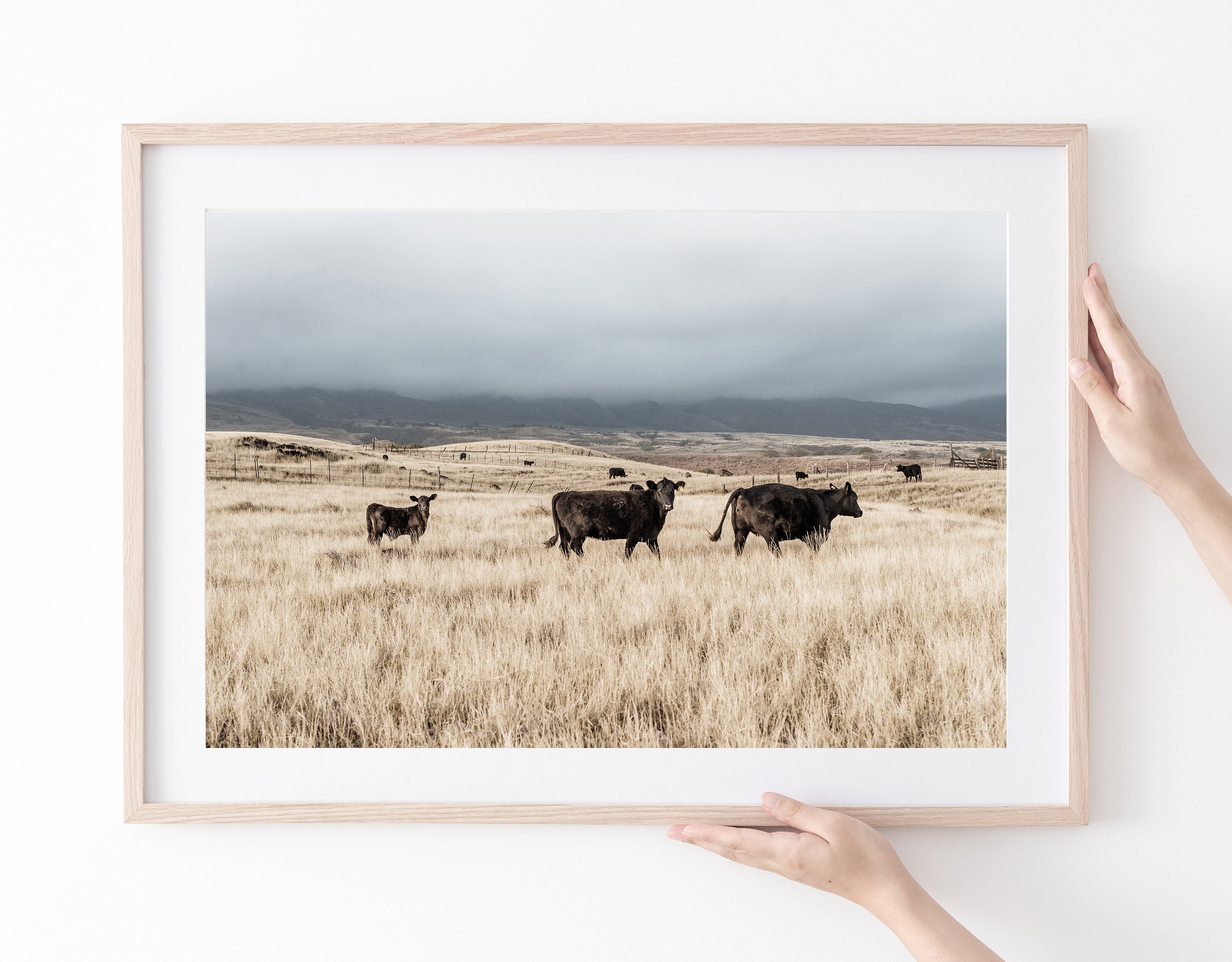 Western Cattle Ranch Scenery, Montana Open Range, Cattle Ranch ...