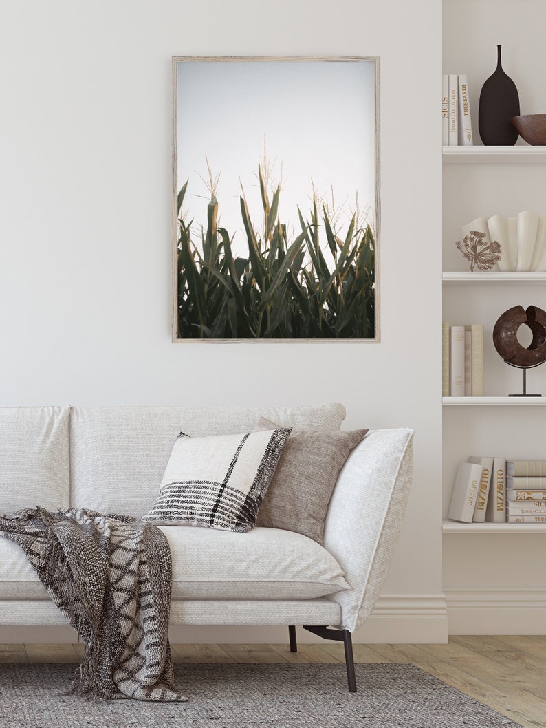 Corn Stalks on Family Farm, Farm Scenery, Corn Digital Art, Harvest ...