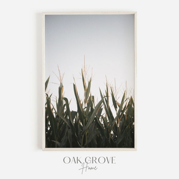 Corn Stalks - Etsy