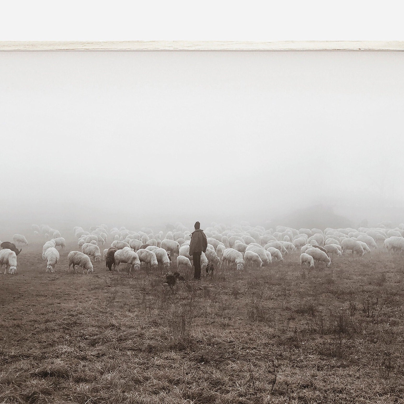 Sheep Herder in Fog, Rustic Farmhouse, Neutral Sheep Poster, Sheep ...