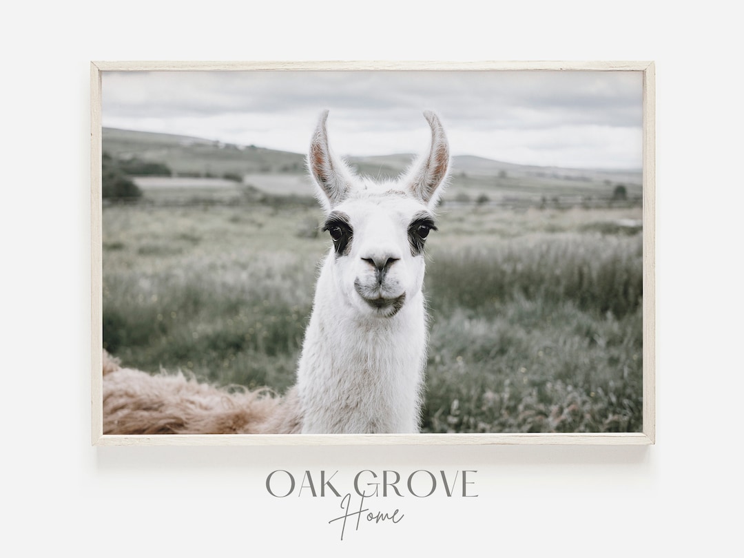 English Llama Print, French Countryside Scenery, Llama in Rolling Hills ...