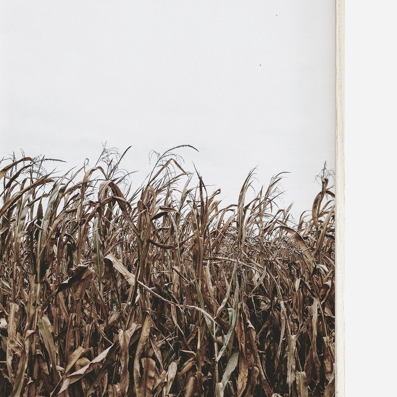 Dried Corn Stalks in Fall, Neutral Farmhouse Decor, Rustic Corn Print ...
