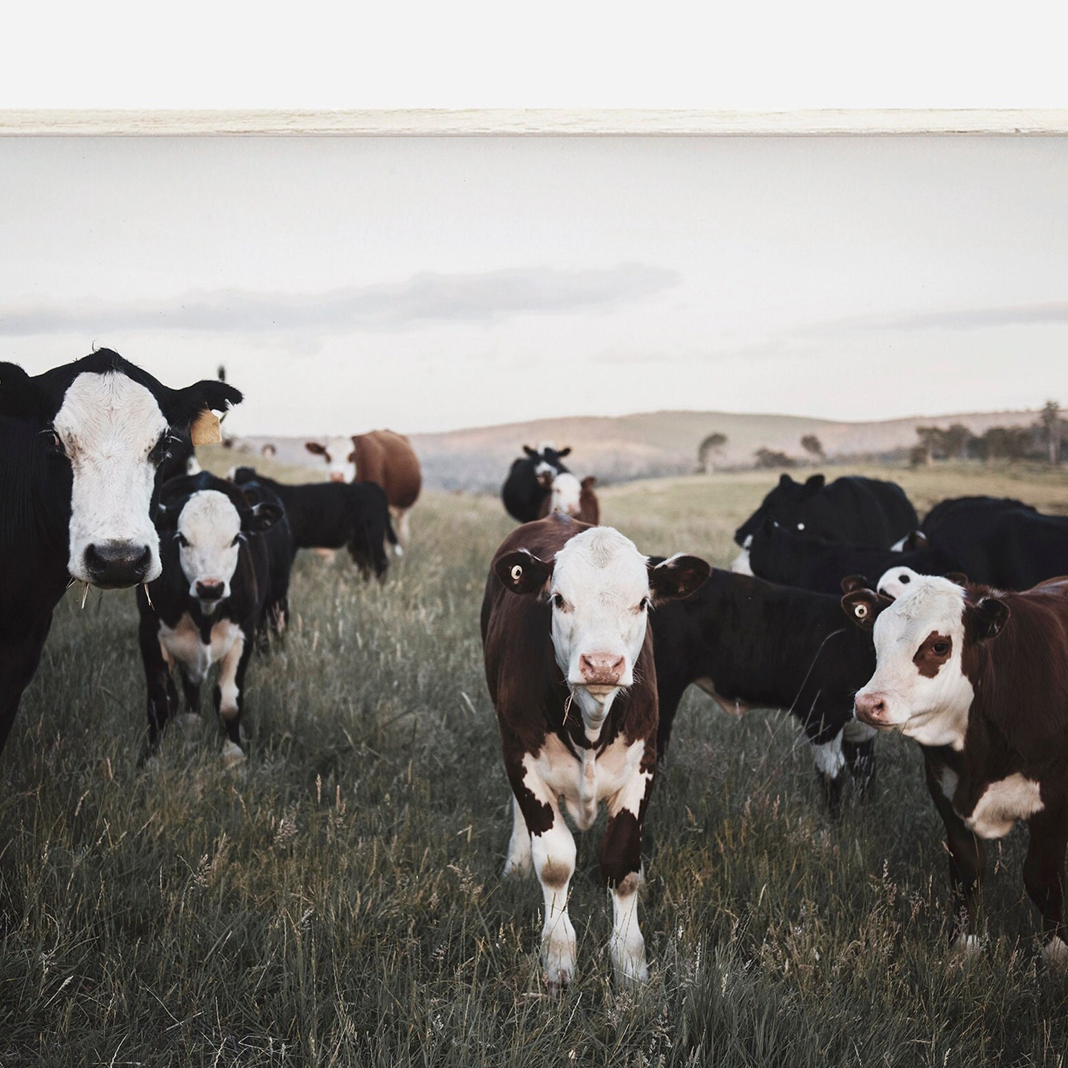 Rustic Cow Photo, Brown Cow Herd, Midwest Cattle Ranch, Cattle Farm ...