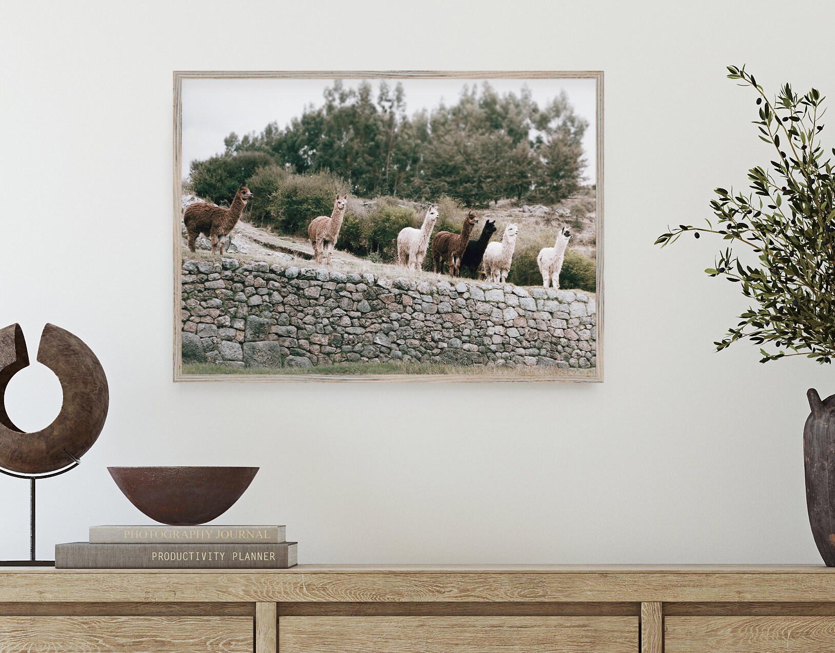 Alpacas in English Countryside, Alpacas on Stone Wall, French ...