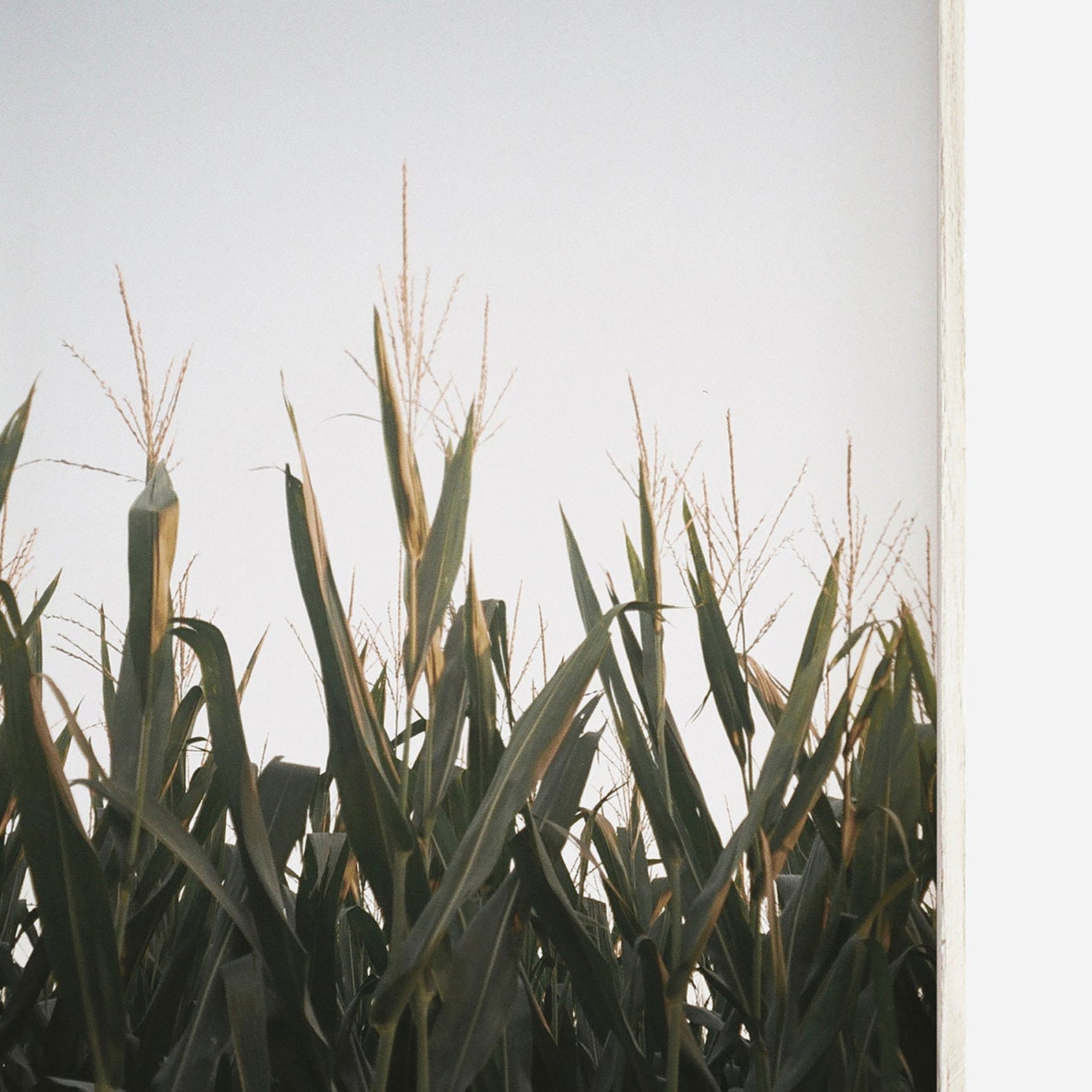 Corn Stalks on Family Farm, Farm Scenery, Corn Digital Art, Harvest ...