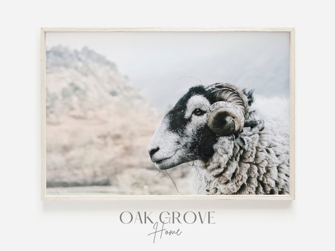 Ram Sheep Poster, Spotted Ram Photo, Sheep Ram Wall Art, Side View of ...