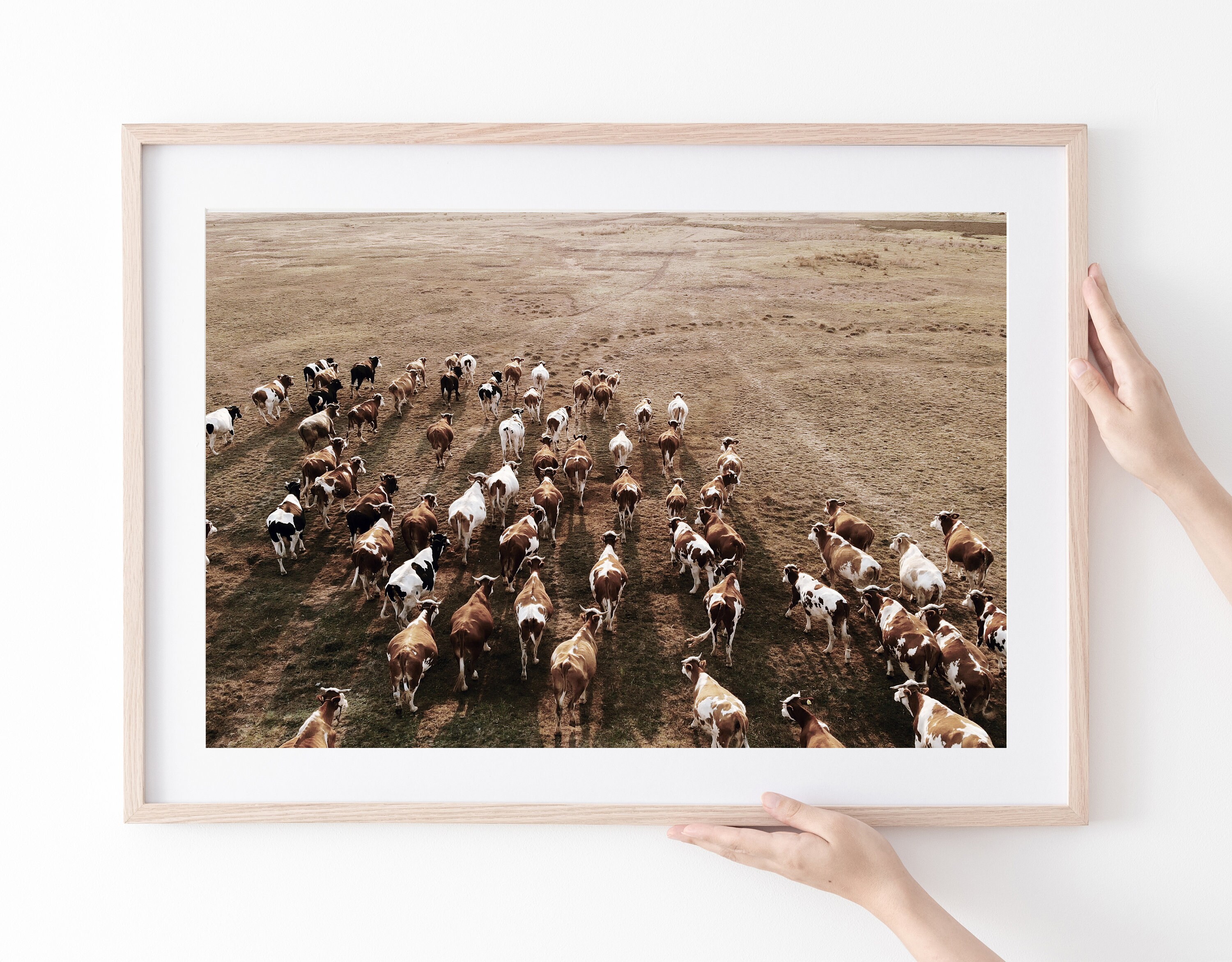 Cattle Drive Photo, Western Cattle Ranch, Cattle Drive Wall Art, Texas ...