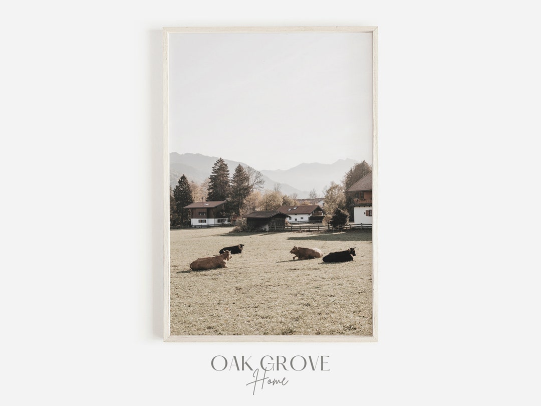 Cows Laying in Pasture, Cattle Digital Art, Herd of Cows Scenery ...