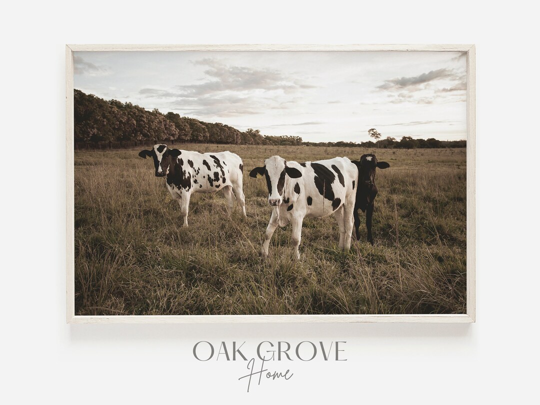 Summer Cows Wall Art, Milk Cows in Open Field, Cattle Ranch Print ...