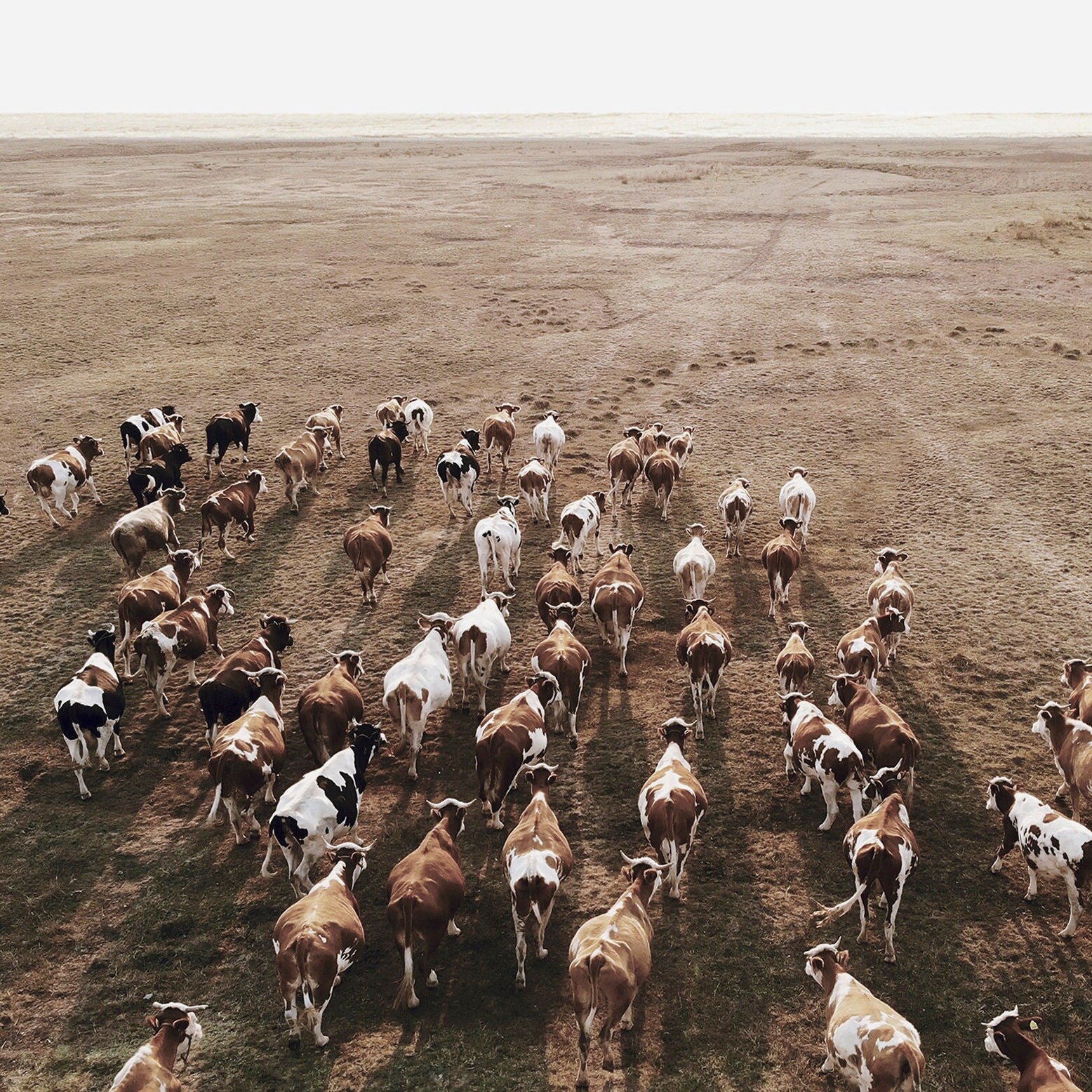 Cattle Drive Photo, Western Cattle Ranch, Cattle Drive Wall Art, Texas ...