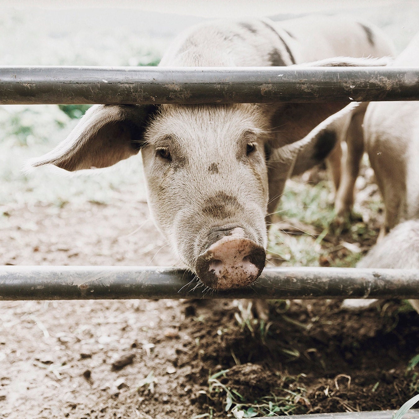 Pig Photography Farmhouse Printable Pigs in Barnyard Rustic - Etsy