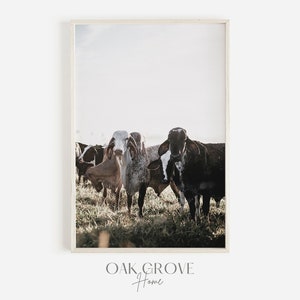 Brahman Cow Printable, Wrinkly Cow Wall Art, Brahman Cow Photography ...