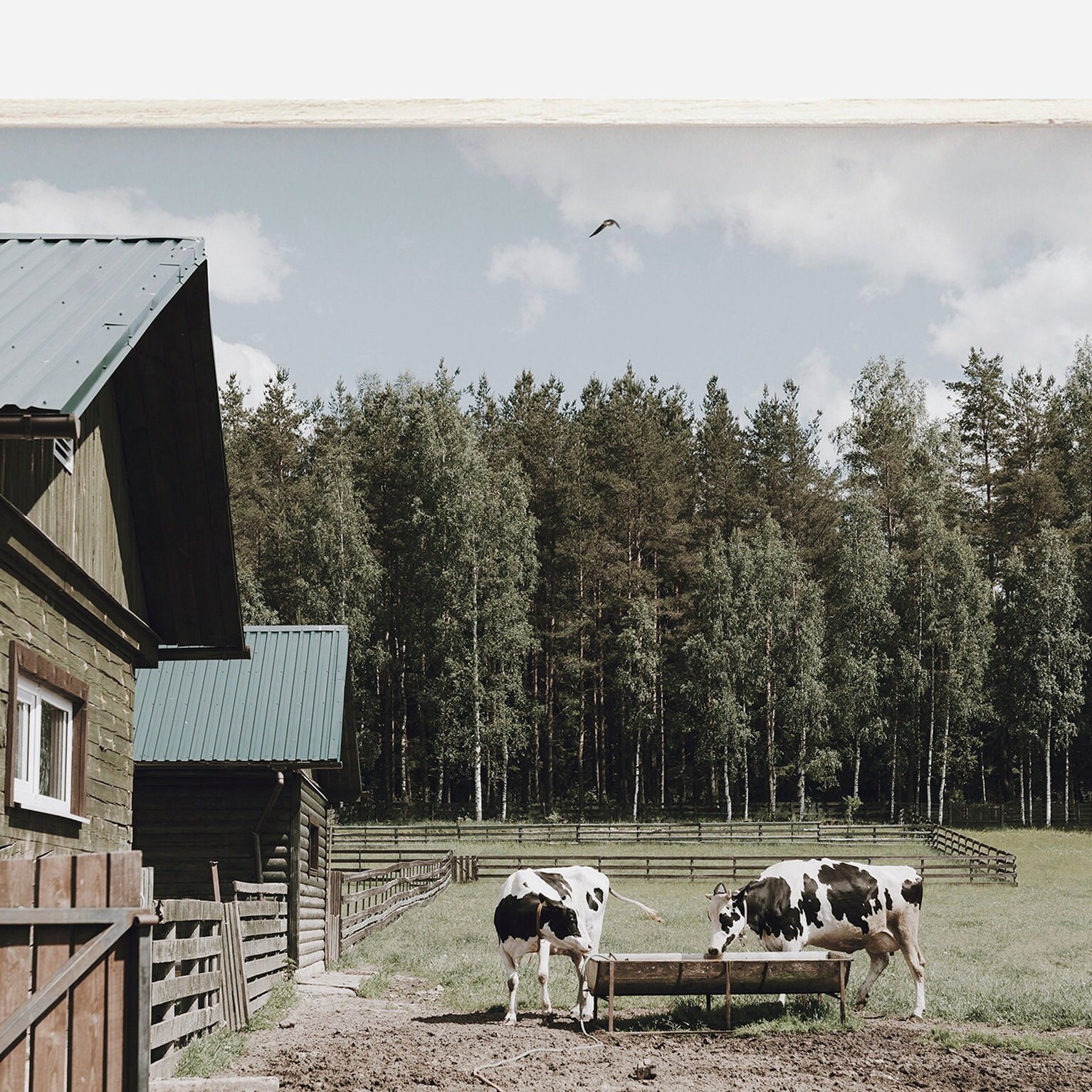 Forest Ranch Printable, Mountain Cows Wall Art, Cattle Ranch Decor ...