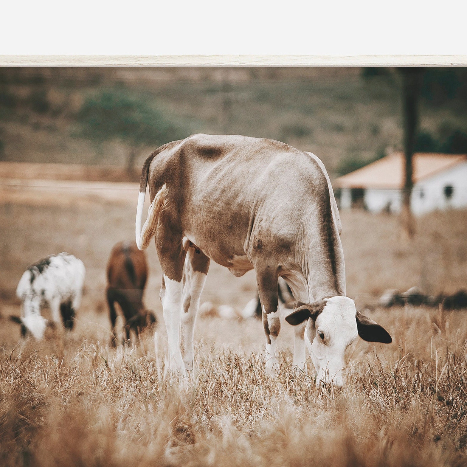Cows Grazing Wheat, Beige Cow Print, Neutral Home Decor, Farm Scenery ...