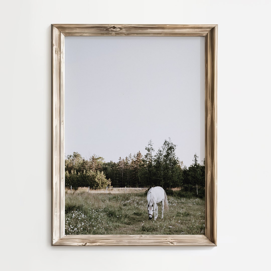 White Horse in Wildflower Field, Spring Farm Scenery, Country Field ...