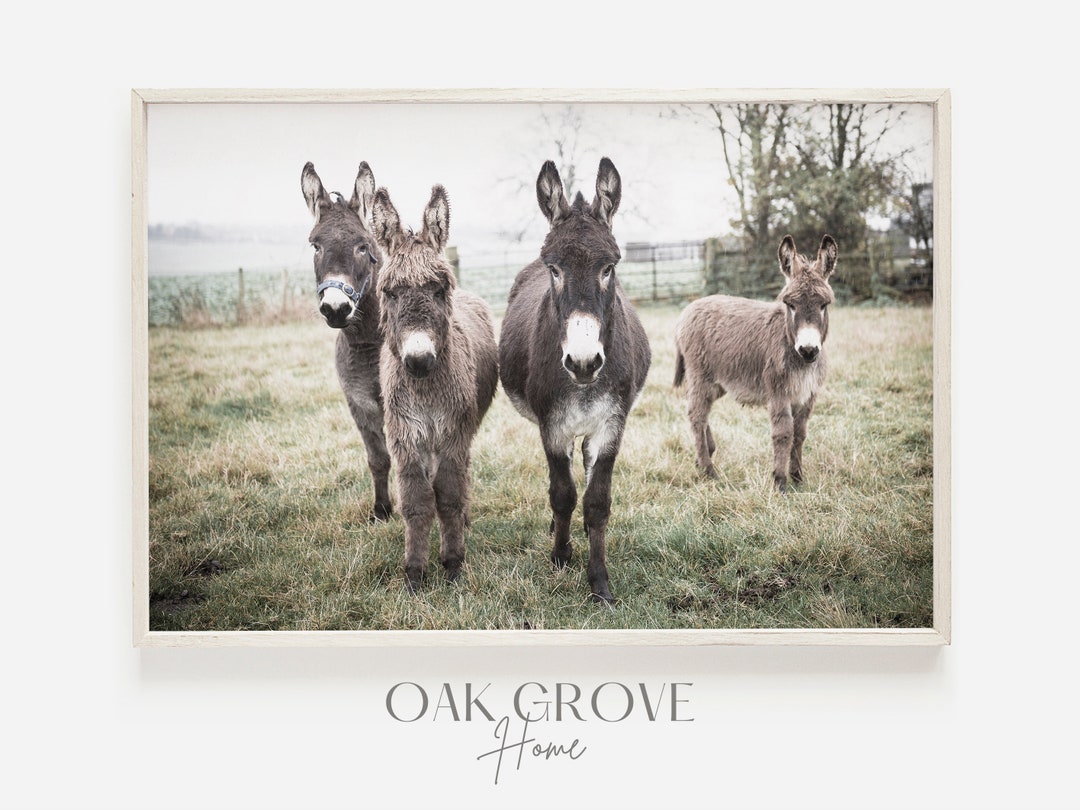 Herd of Donkeys, Donkey Family Photo, Donkey Herd Wall Art, Group of ...