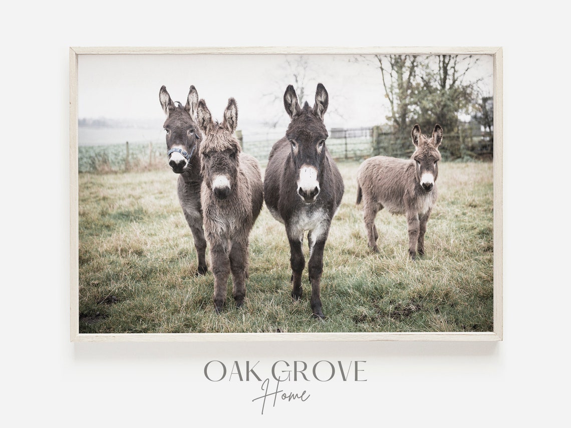 Herd of Donkeys, Donkey Family Photo, Donkey Herd Wall Art, Group of Mules Photo, Farmhouse ...