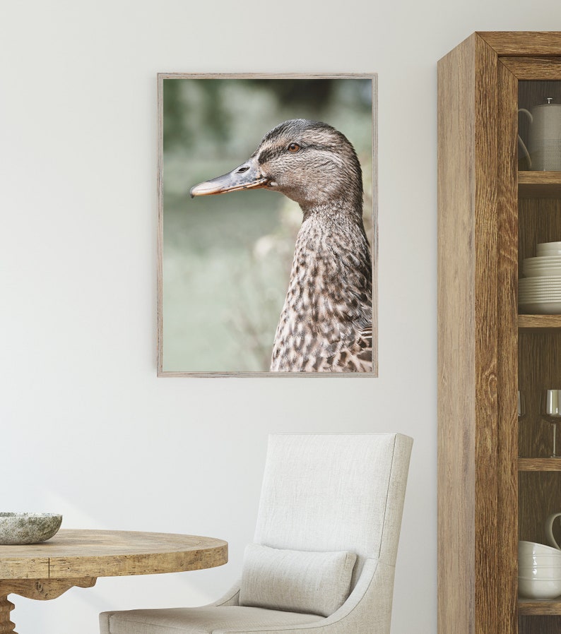 Mallard Duck at Farm, Wildlife Printable, Farmhouse Duck Photo, Duck ...