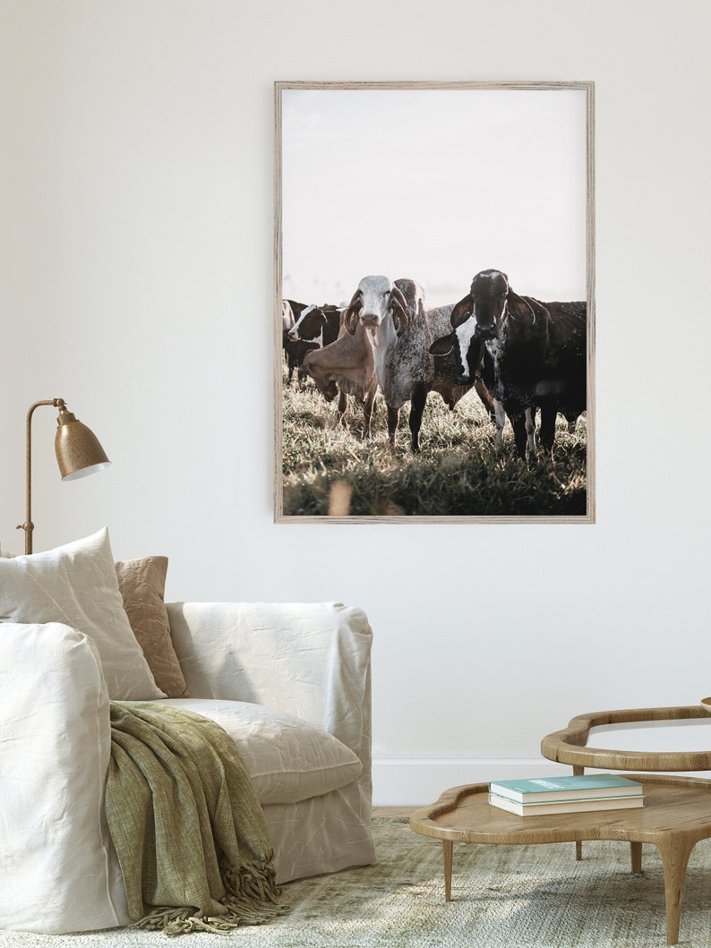 Brahman Cow Printable, Wrinkly Cow Wall Art, Brahman Cow Photography ...