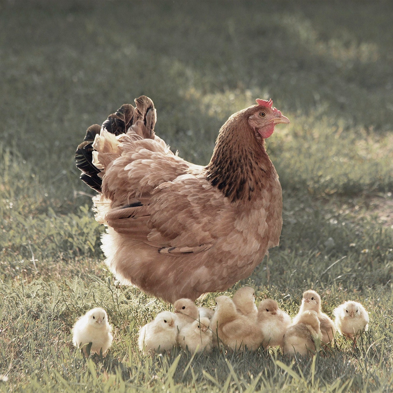 Chicken With Chicks Farmhouse Art Baby Chicks Print Mama - Etsy