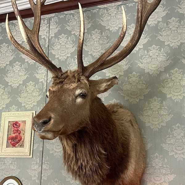 Elk Mount - Etsy