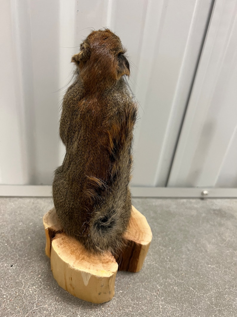 Red Squirrel Taxidermy Stand Mount - Etsy