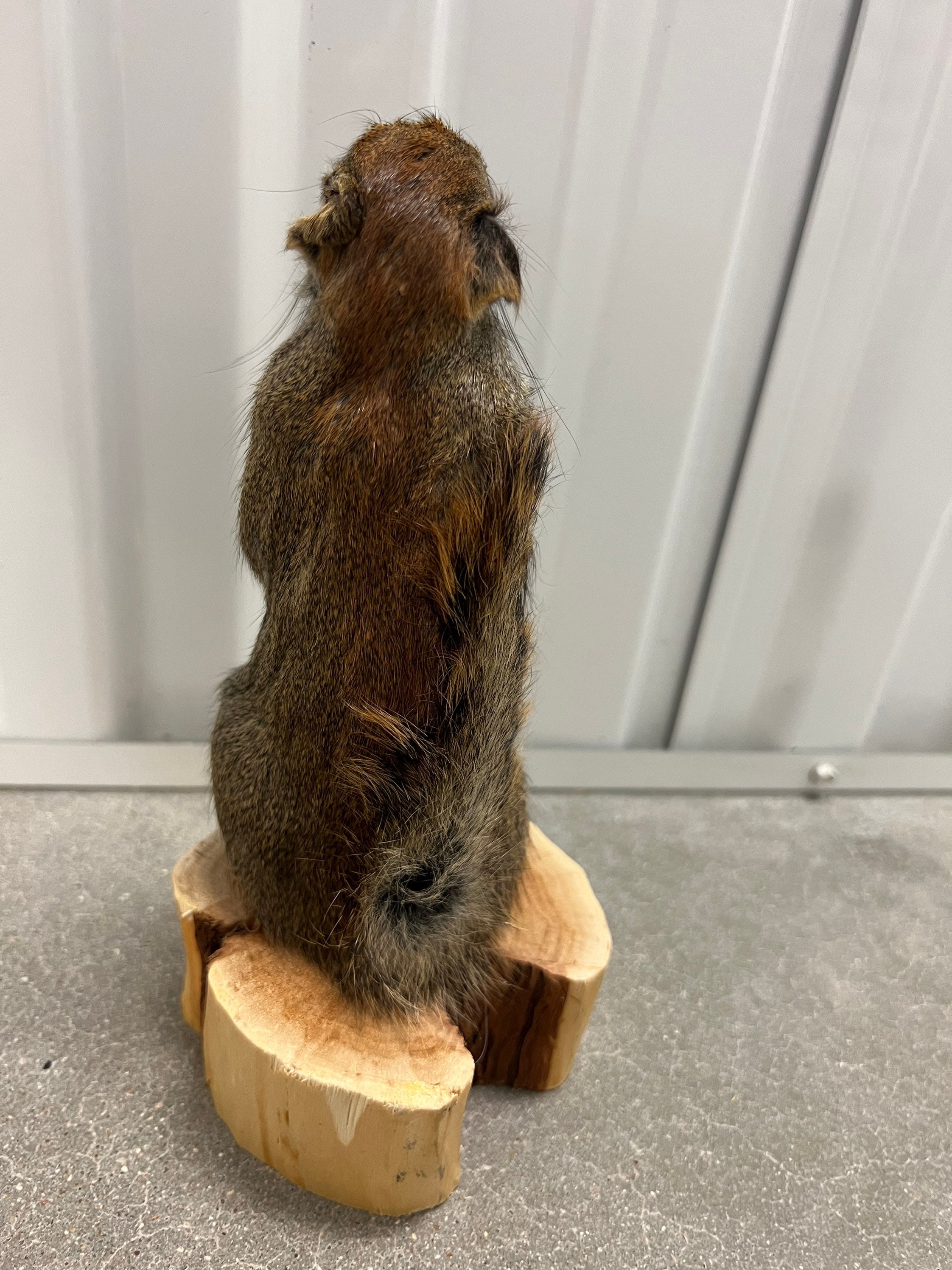 Red Squirrel Taxidermy Stand Mount - Etsy