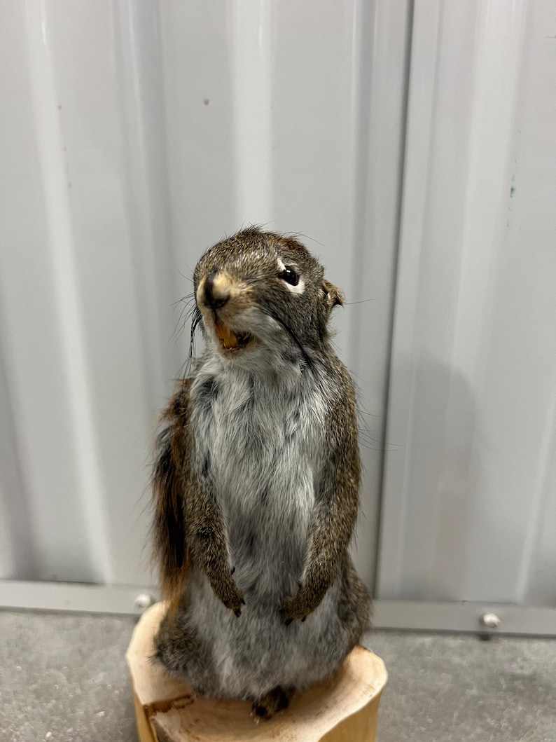 Red Squirrel Taxidermy Stand Mount - Etsy