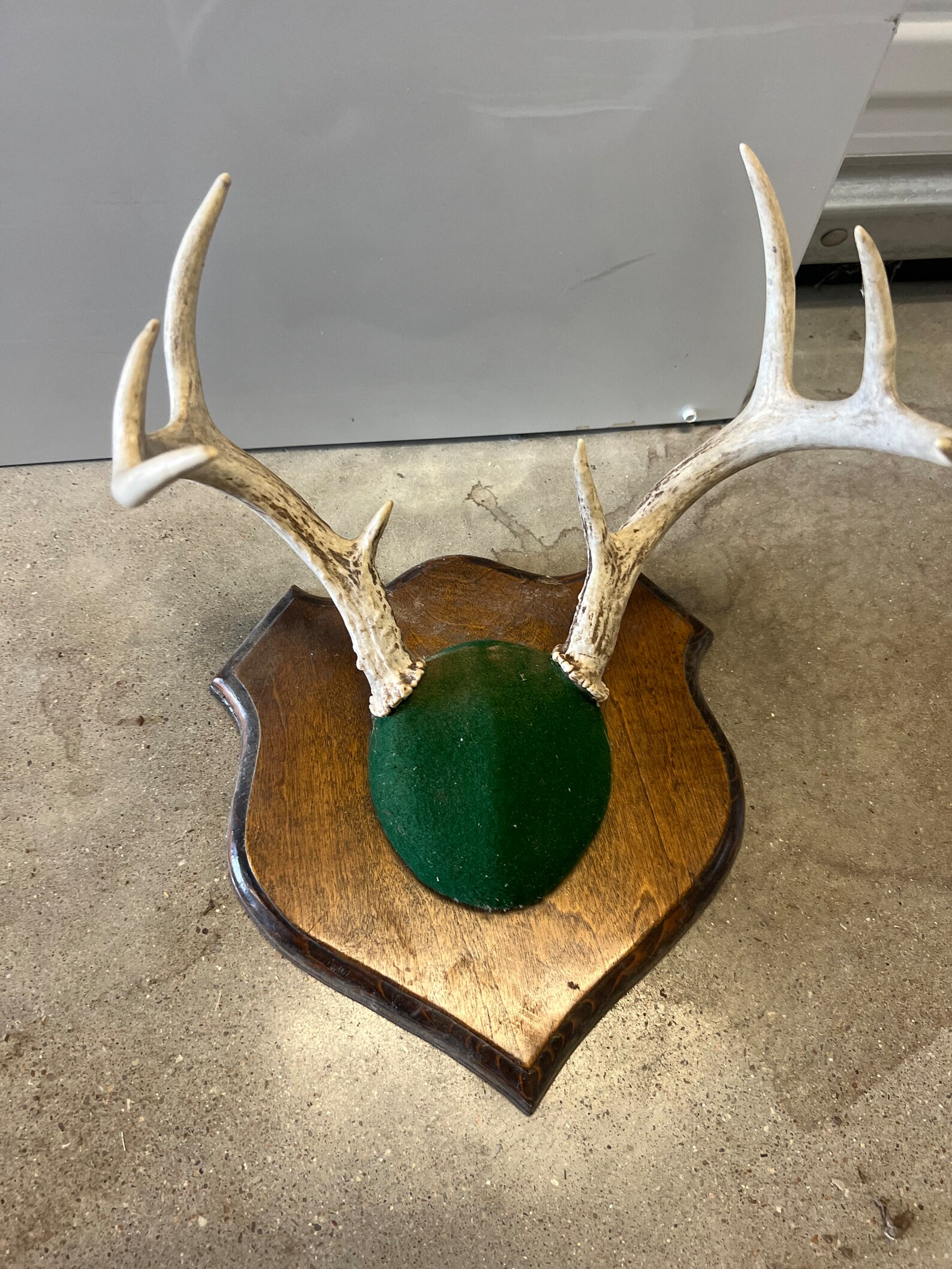 Antlers Mount - Etsy