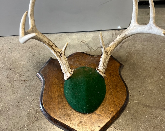 Antlers Mount - Etsy