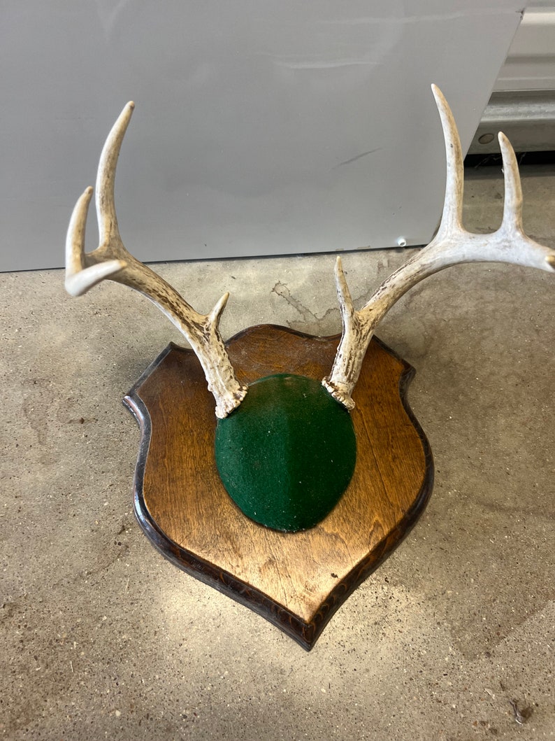 Antlers Mount - Etsy