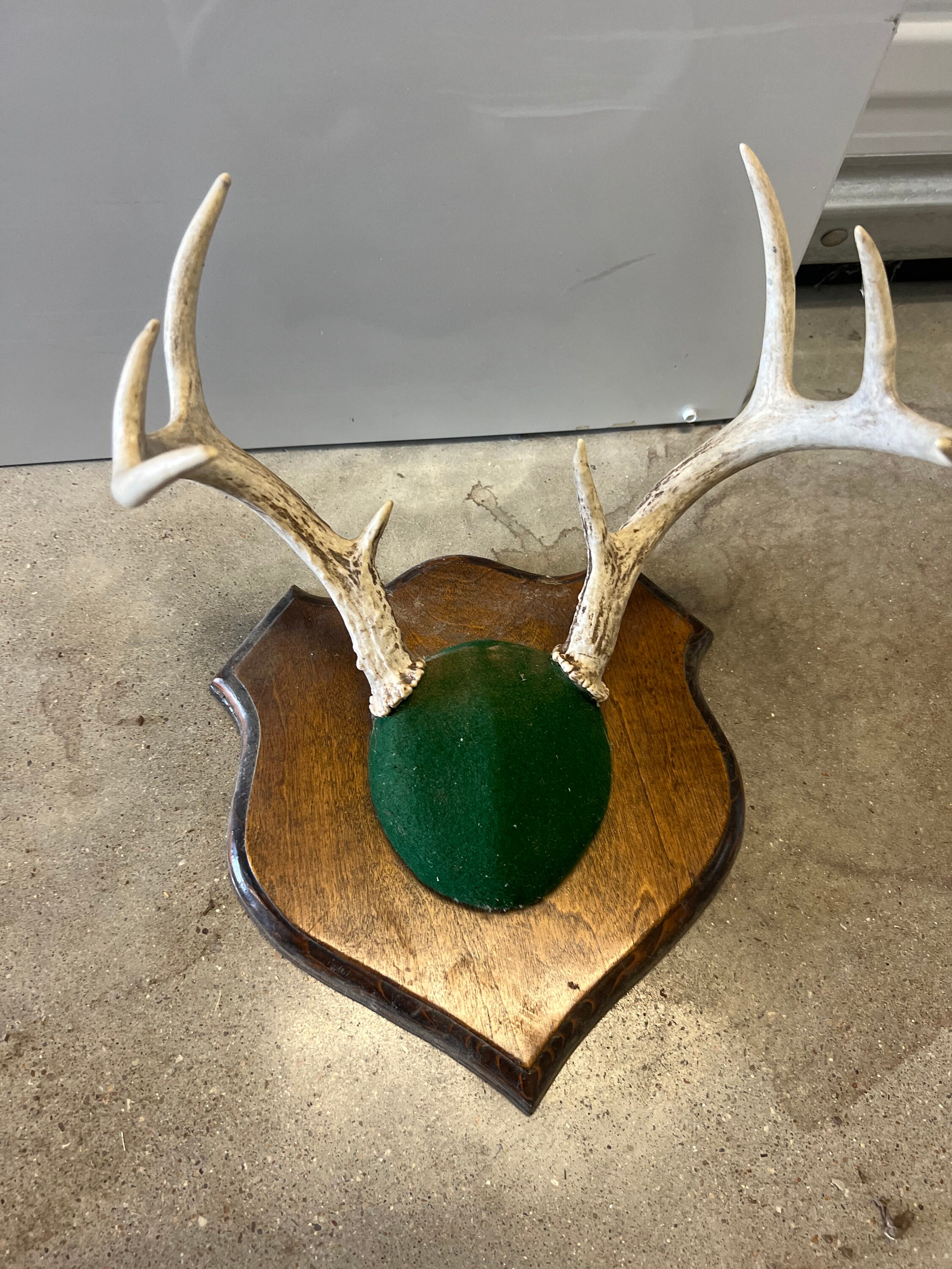 Antlers Mount - Etsy