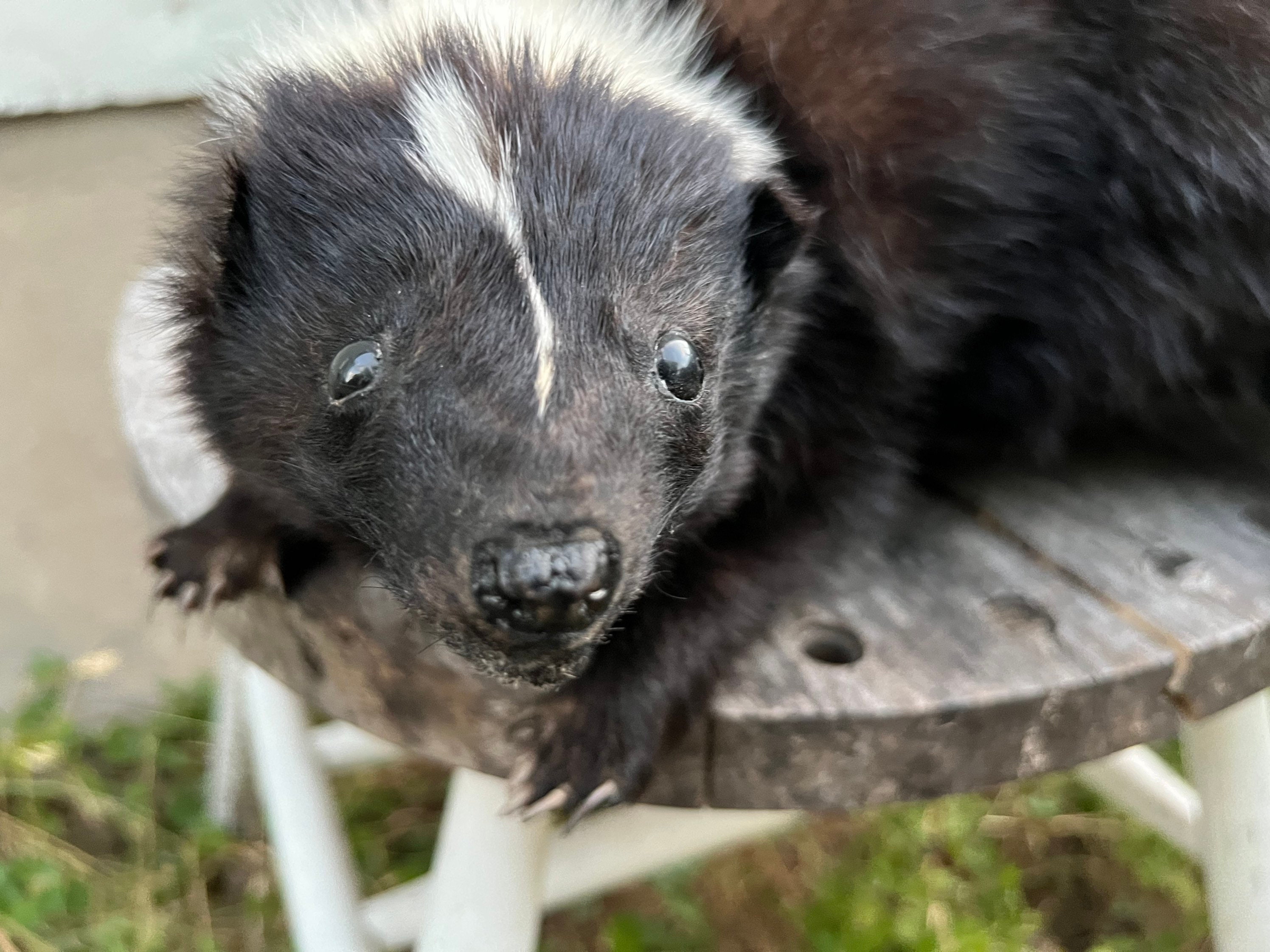 Skunk Taxidermy Mount - Etsy