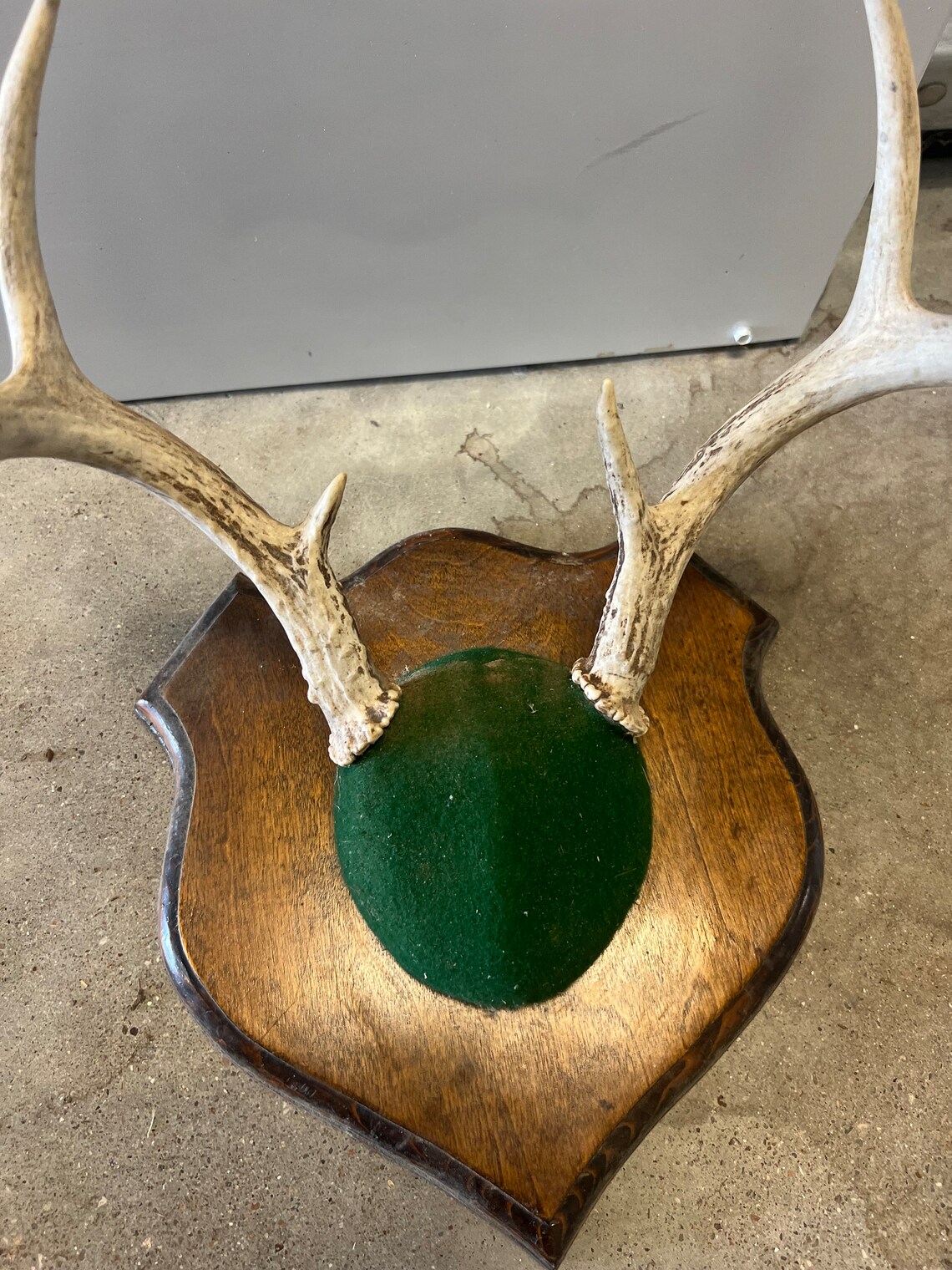 Antlers Mount - Etsy