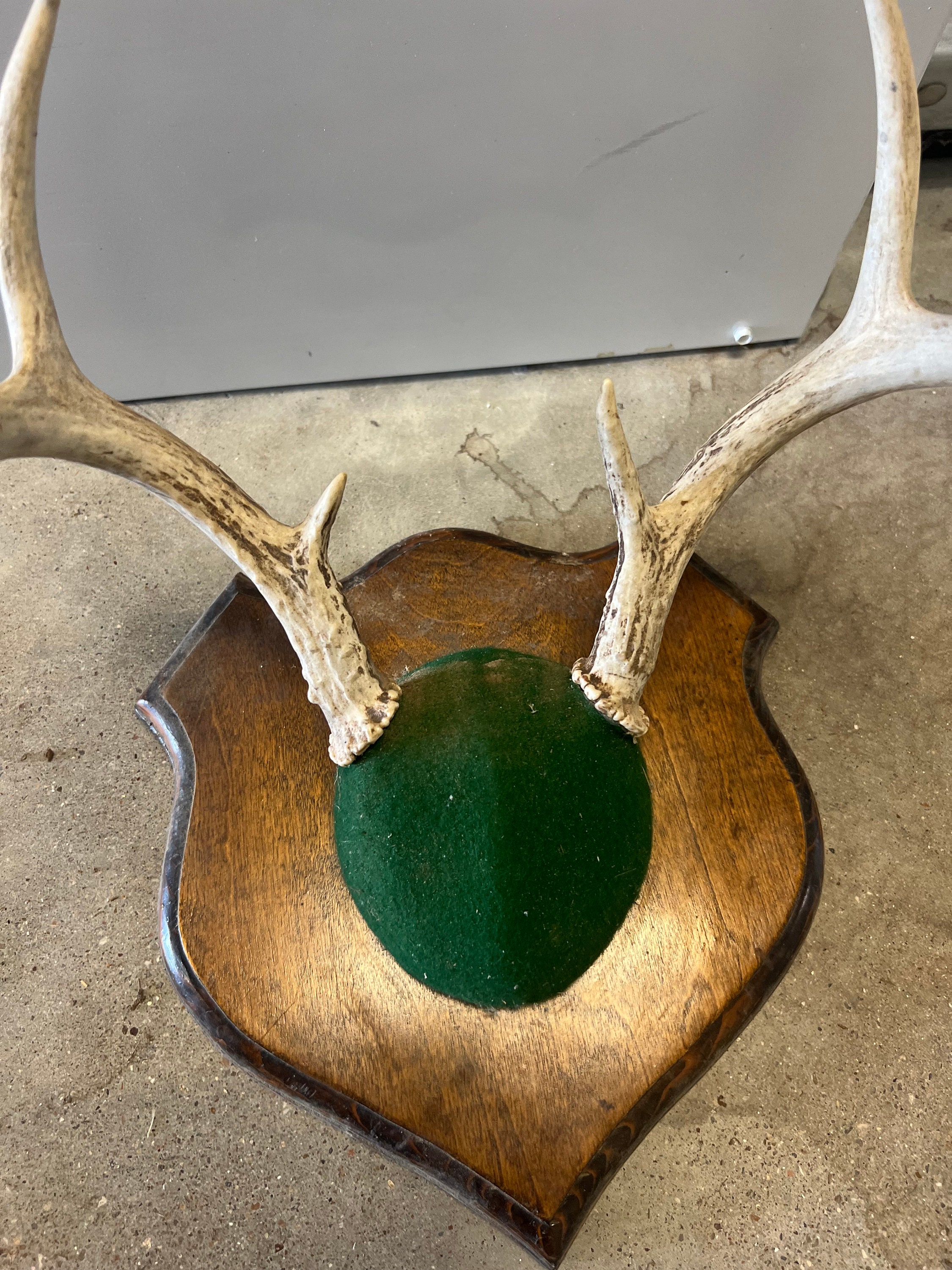 Antlers Mount - Etsy